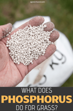 What Does Phosphorus Do For Grass? - AGreenHand