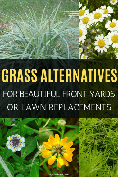 Grass Alternatives For Beautiful Front Yards Or Lawn Replacements