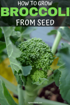 How To Grow Broccoli From Seed - AGreenHand