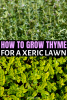 How To Grow Thyme For A Xeric Lawn - AGreenHand