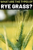 What Are The Types Of Rye Grass? - AGreenHand