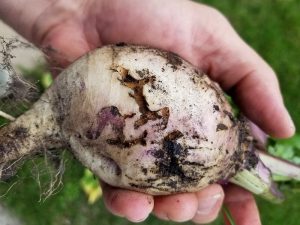 How To Control Cabbage Maggots In The Organic Garden