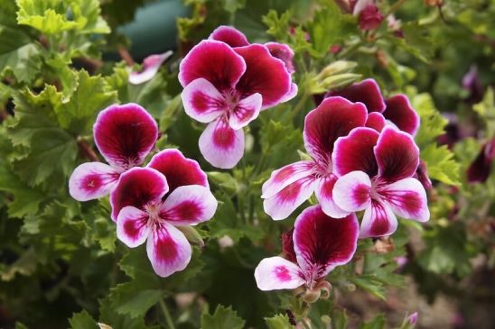 How To Grow And Care For Geranium Plants - AGreenHand