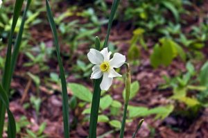 How To Grow Paperwhites - AGreenHand