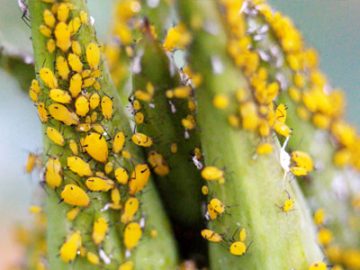 How to Get Rid of Tiny Yellow Bugs (Eradicate Aphids) on Plants - AGreenHand