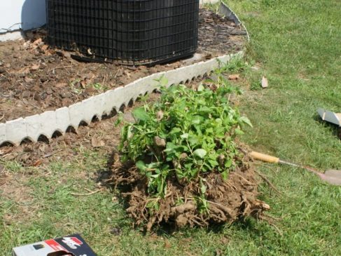 How to Remove a Shrub or Bush From Your Yard With Deep Roots - AGreenHand