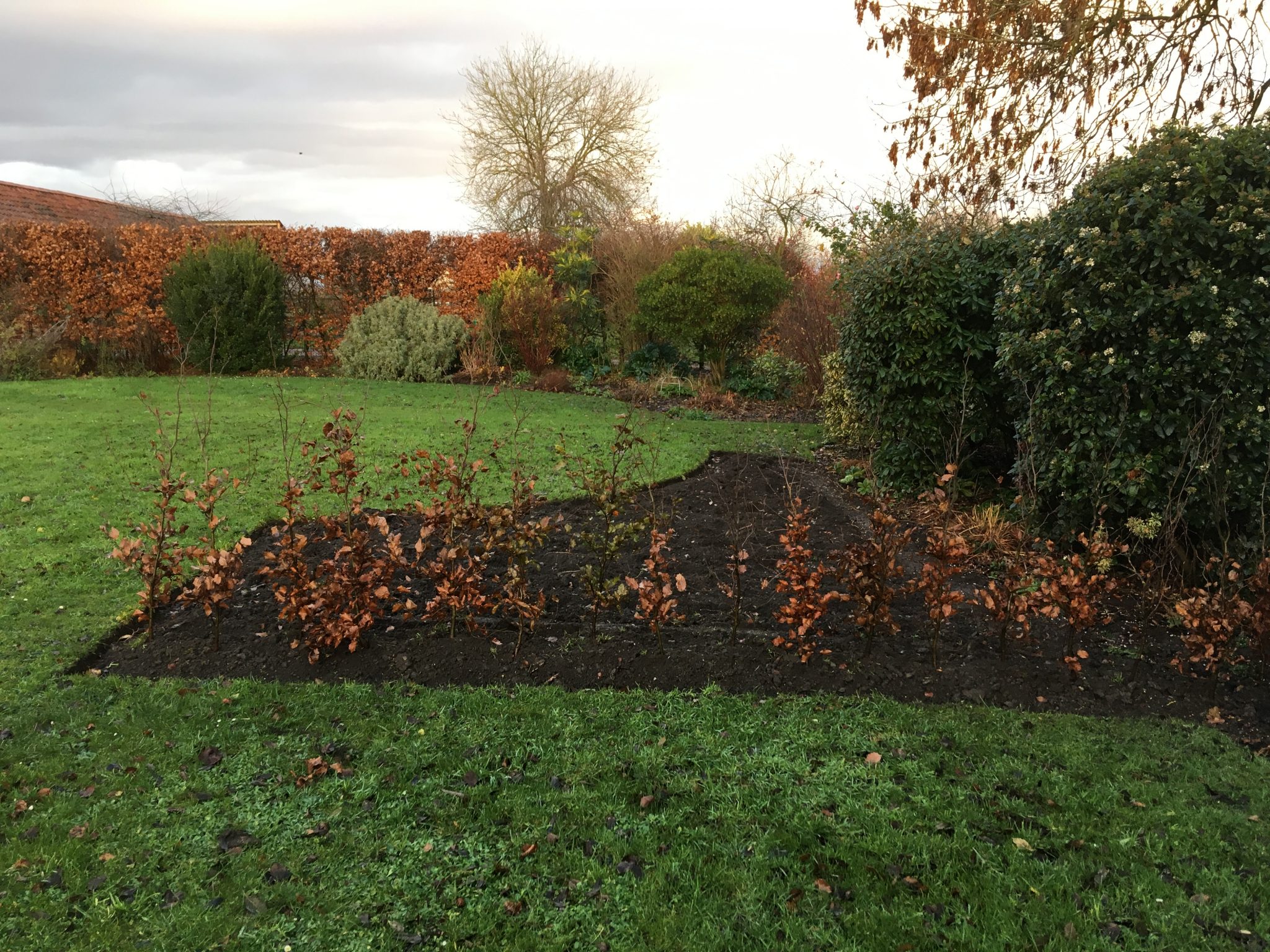 When Should Beech Hedging Be Planted? - AGreenHand