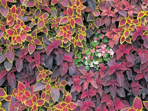 38 Different Types of Gardens For Indoors and Outdoors - AGreenHand