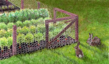 How To Keep Rabbits Out Of Garden? - AGreenHand
