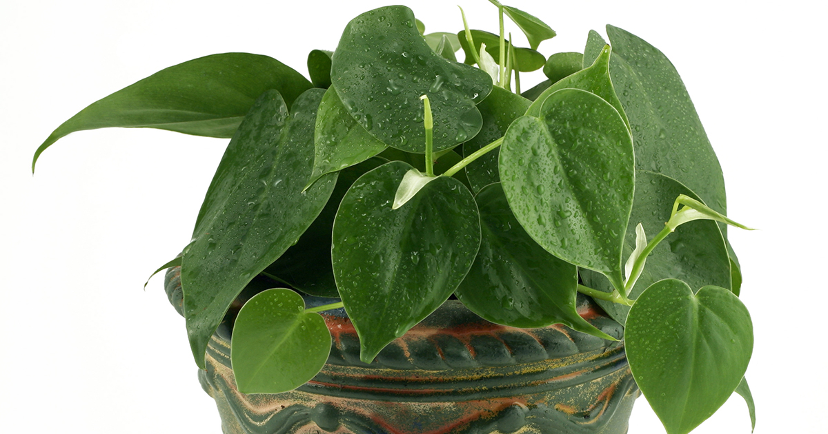 Are Philodendrons Toxic To Cats? - AGreenHand