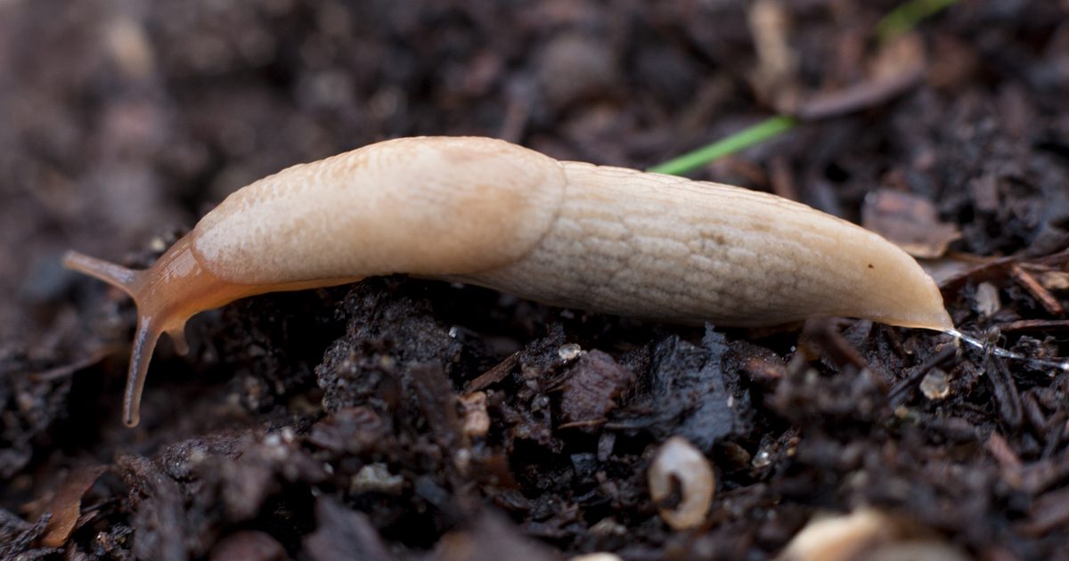 How To Get Rid of Slugs in Garden? - AGreenHand