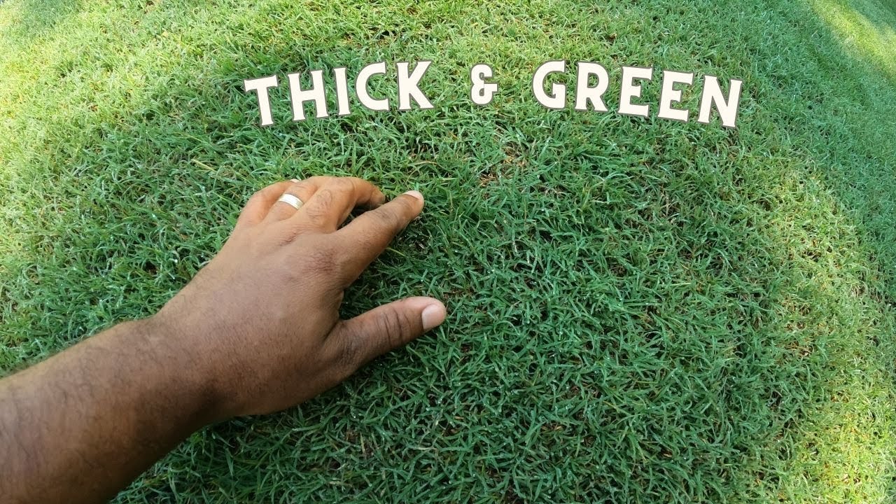 How To Make Bermuda Grass Thicker? - AGreenHand