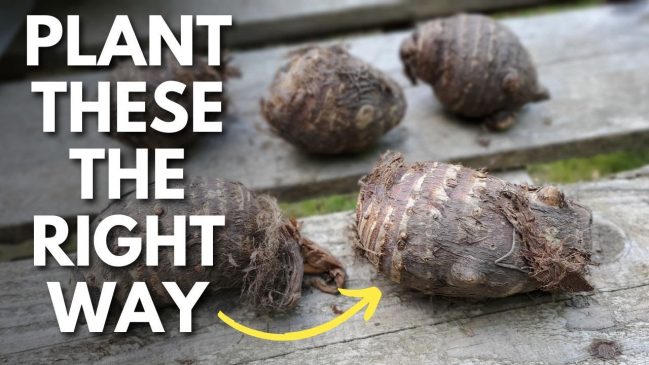 Elephant Ear Bulbs: Step-by-Step Planting Guide - AGreenHand