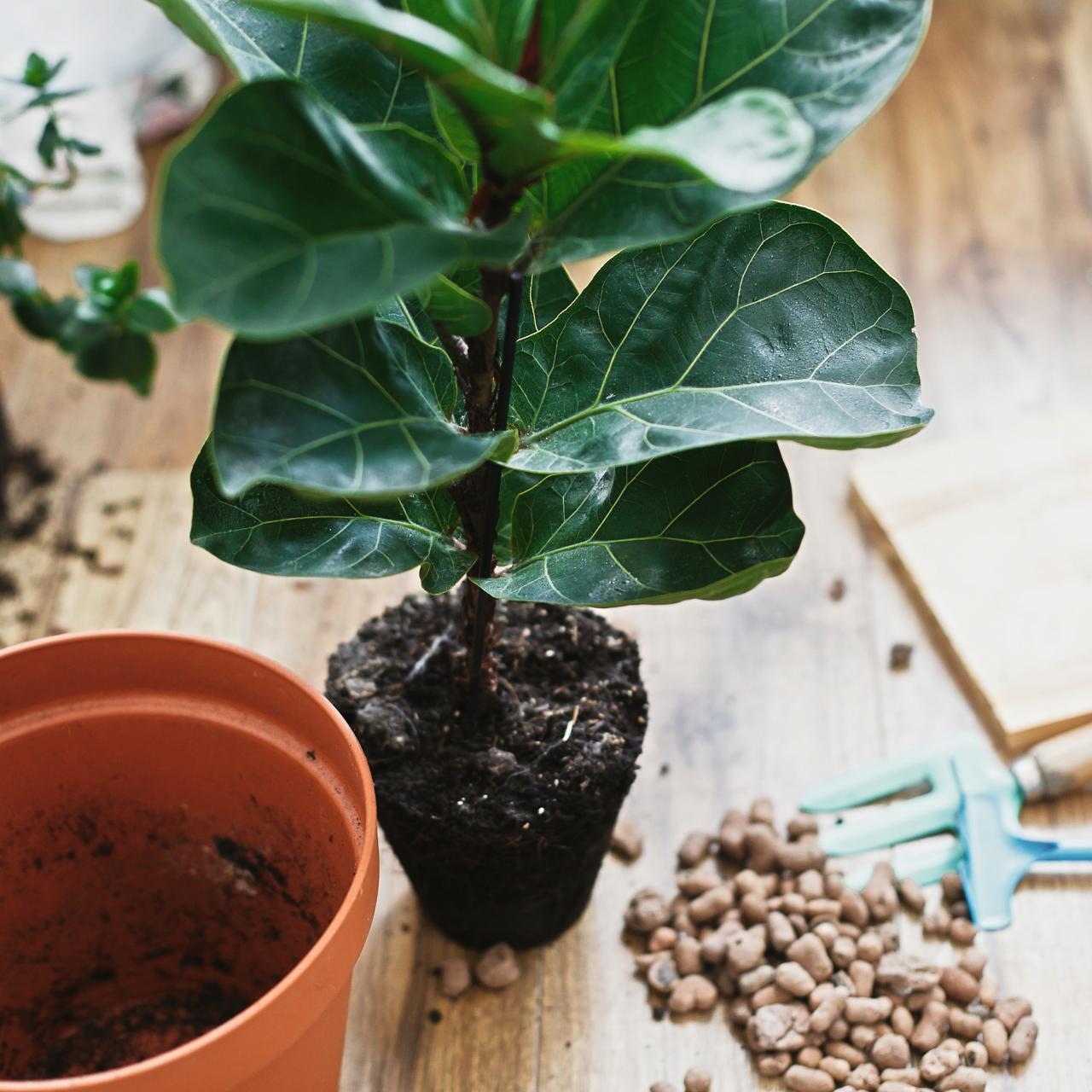 Fiddle Leaf Fig Care: Expert Tips for Thriving Plants - AGreenHand