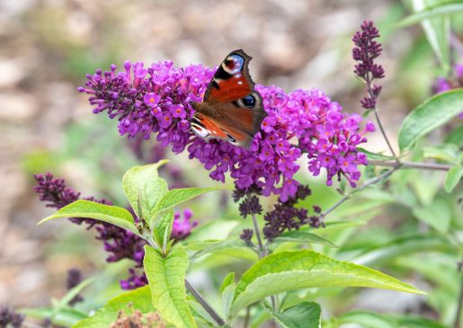 Transplant Butterfly Bush: Step-by-Step Guide - AGreenHand