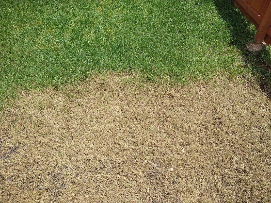 Atrazine for Bermuda Grass: Will It Kill Your Lawn?