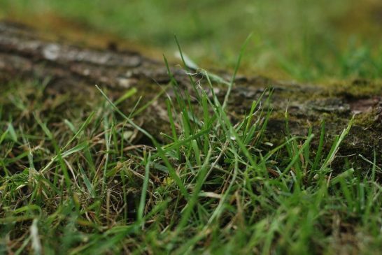 When To Plant Bermuda Grass? - AGreenHand