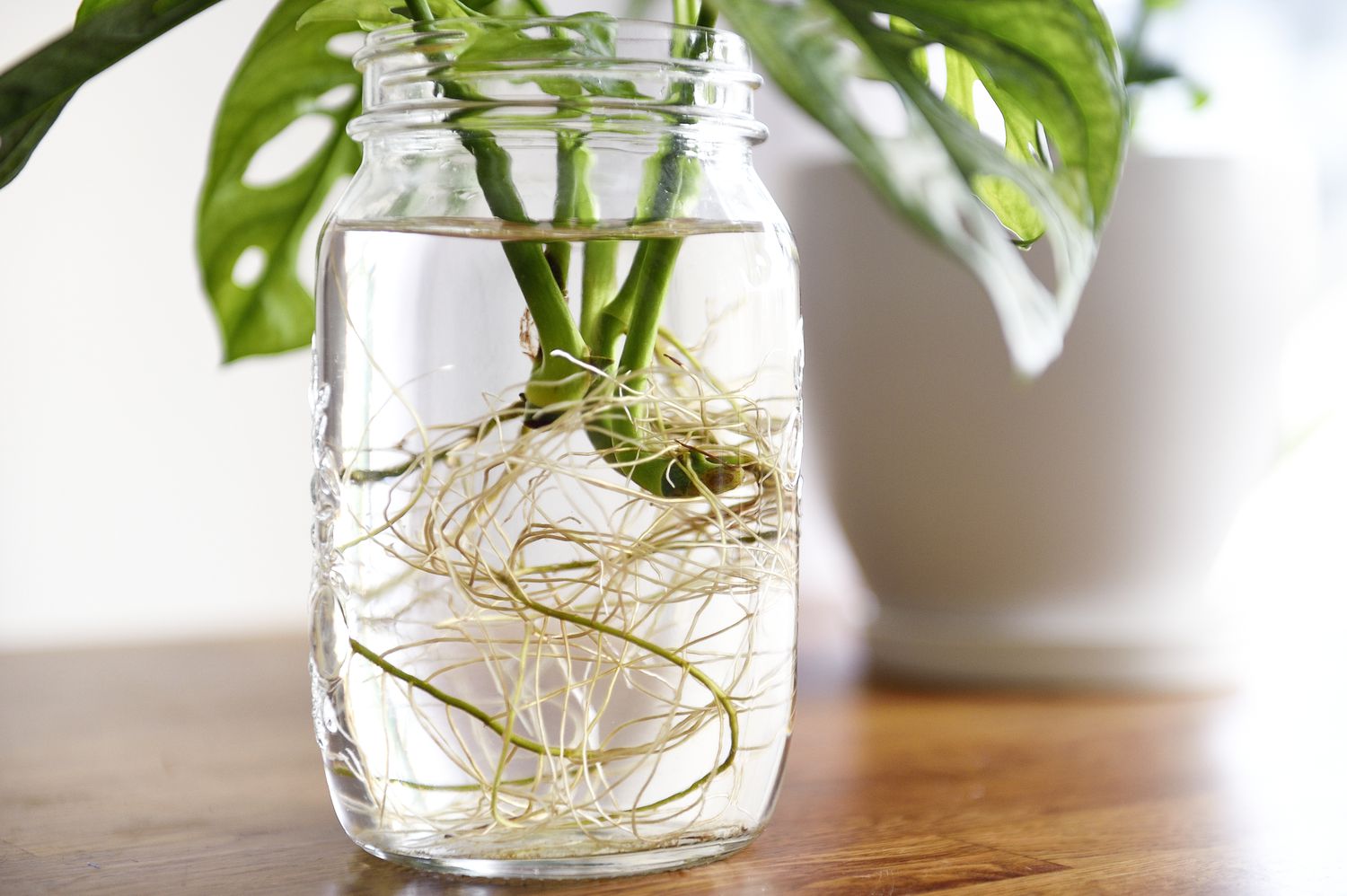How To Propagate Swiss Cheese Plant – ReportWire