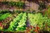 Companion Planting Chart: What To Plant Next To Each Other In A Garden ...