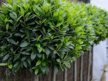Bay Tree Care: Repotting Tips & Growing Guide - AGreenHand