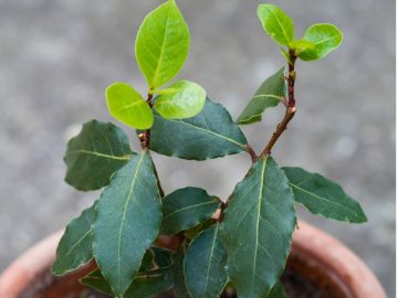 Bay Tree Care: Repotting Tips & Growing Guide - AGreenHand