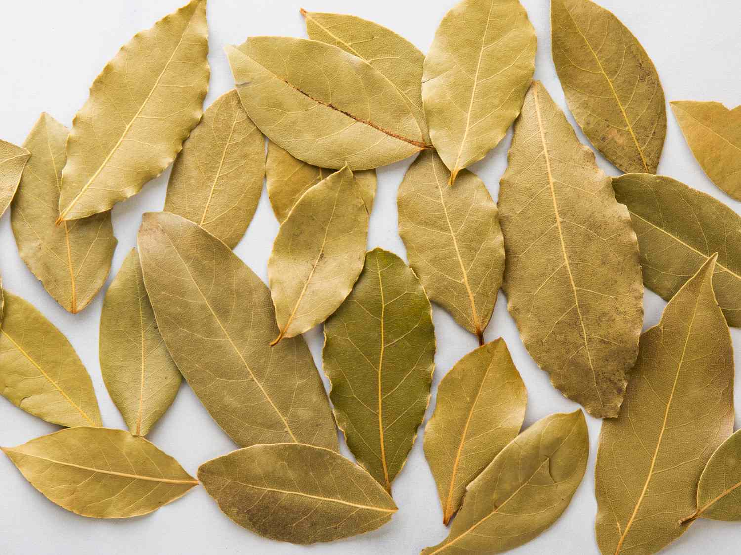 Bay Tree Care: Repotting Tips & Growing Guide - AGreenHand