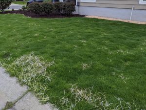 Does Tenacity Kill Zoysia Grass - AGreenHand