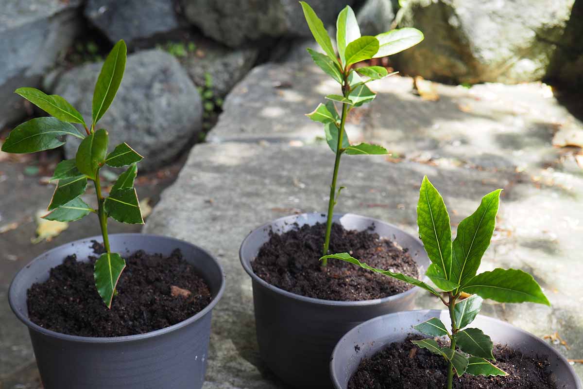 Bay Tree Care: Repotting Tips & Growing Guide - AGreenHand