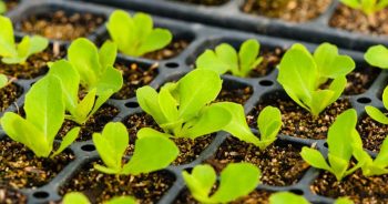 When to Plant Your Garden in Minnesota - AGreenHand